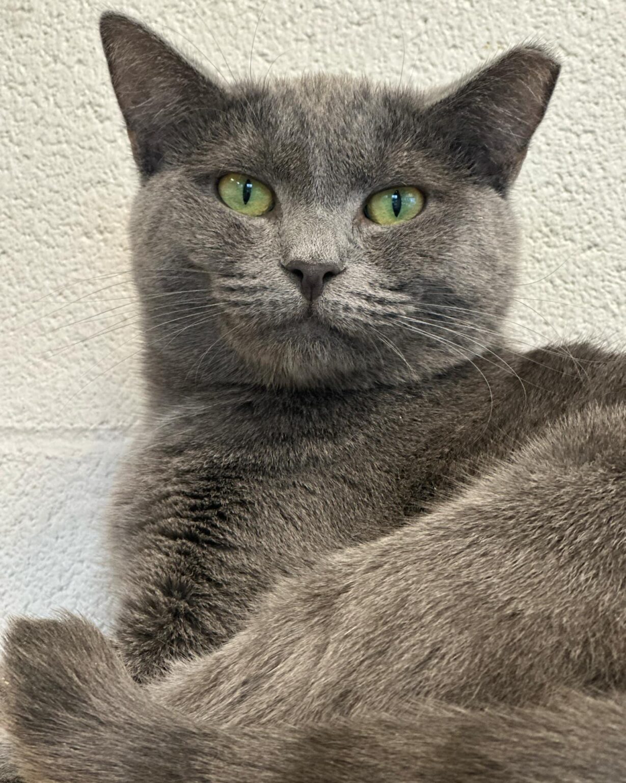 Pet of the Week: Meet Angie, the Elegant Grey Beauty from the Babylon ...